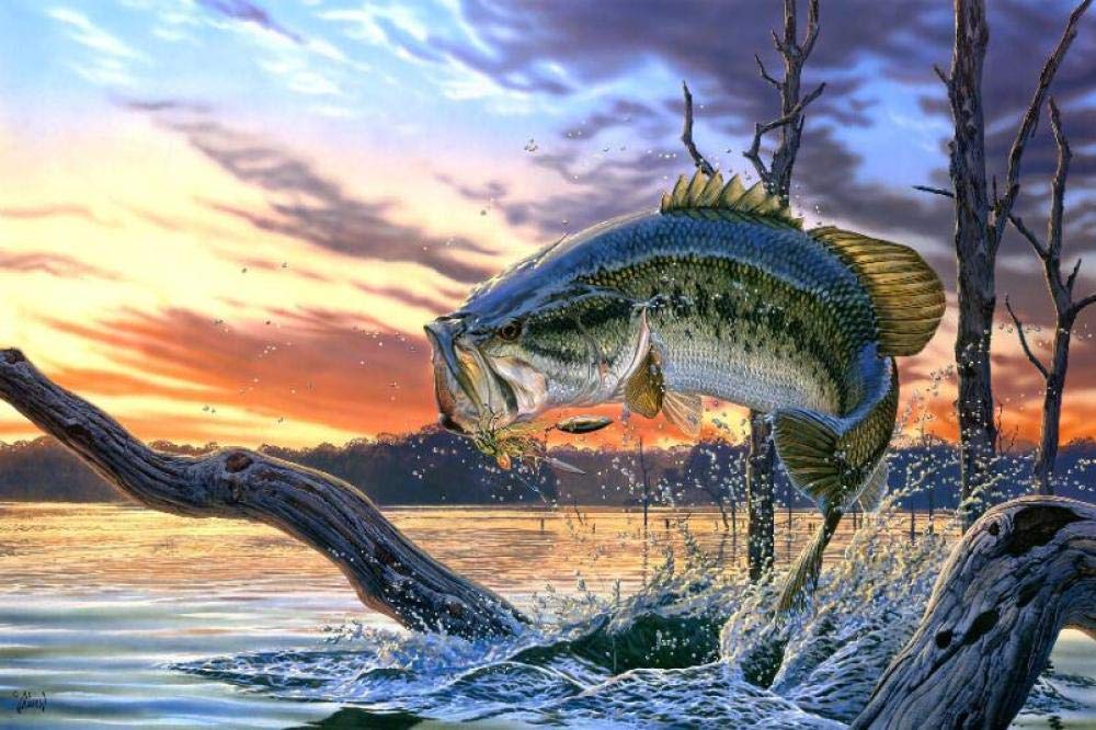 Bass Jumping Drawing Striped Bass Jumping Out Water Illustration Stock
