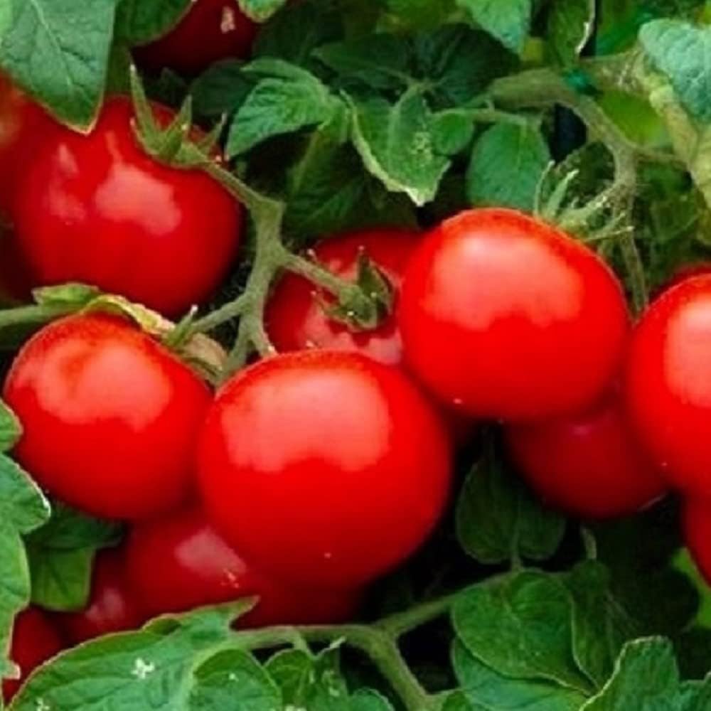Amazon.com : 250 Cherry Tomato Seeds Large | Non-GMO | Fresh Garden ...