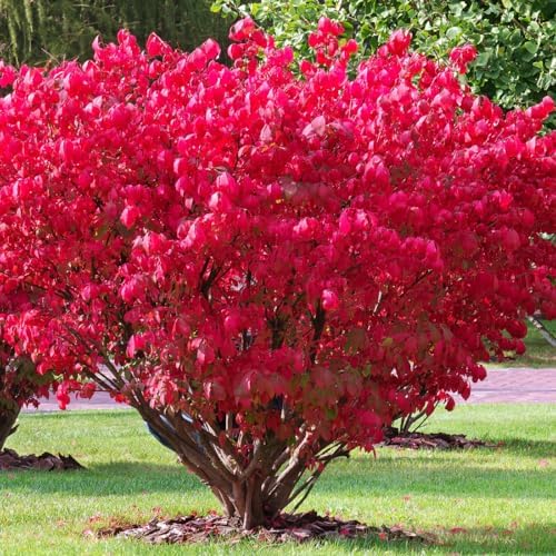 Amazon.com : Burning Bush Shrub, Dwarf Burning Bush Live Plant in 4 ...