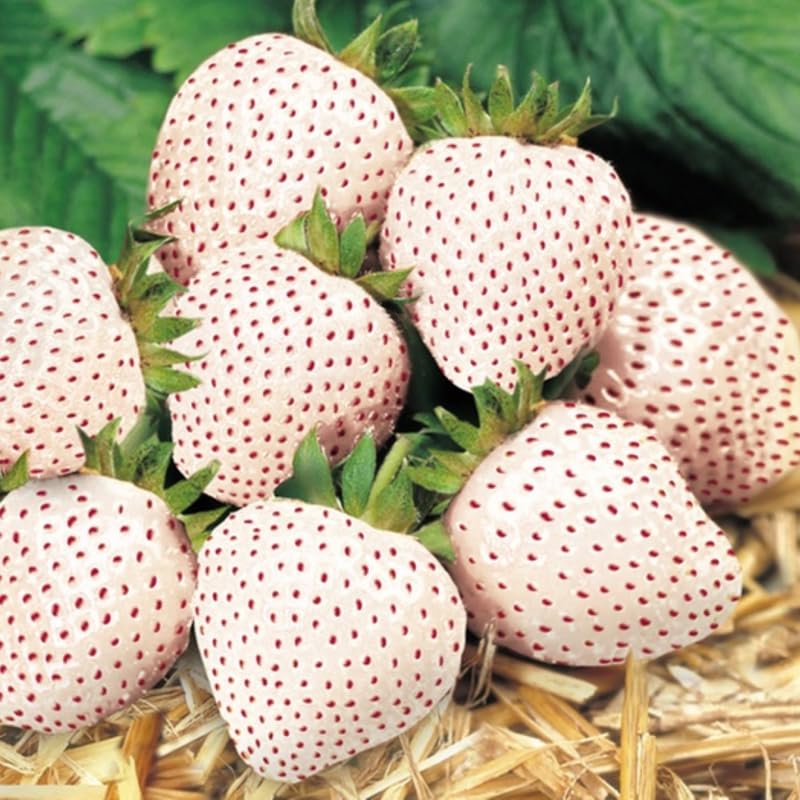 Amazon.com : 10 White Carolina Pineberry Strawberry Plants Plants ...