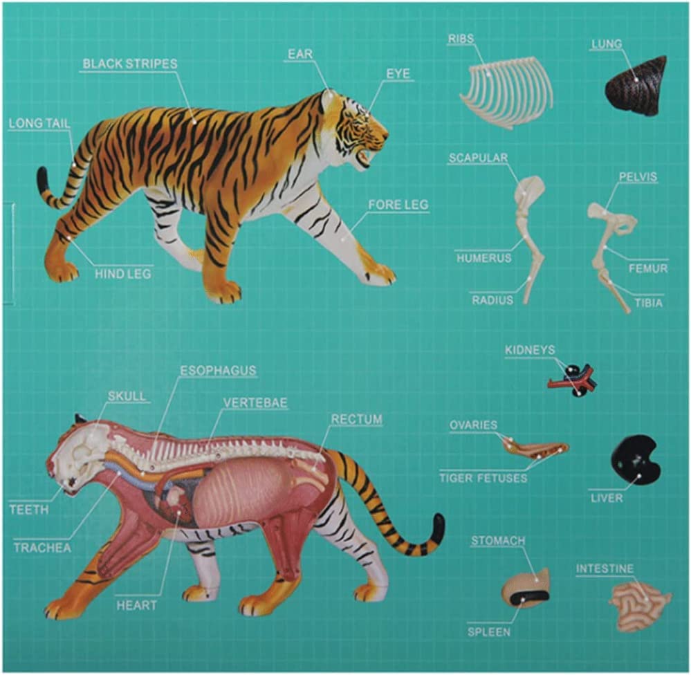 Tiger Dissection Tiger Dissection