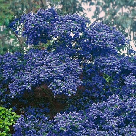 2 X Ceanothus 'Blue Diamond' Californian Lilac Evergreen Shrub - Great ...