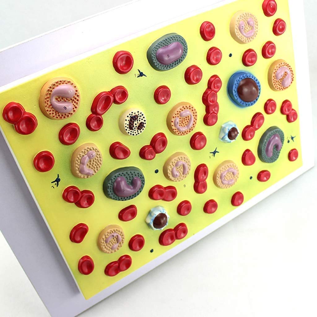 Buy BNFD Scientific human cell models of human anatomy zoom in 2000X ...