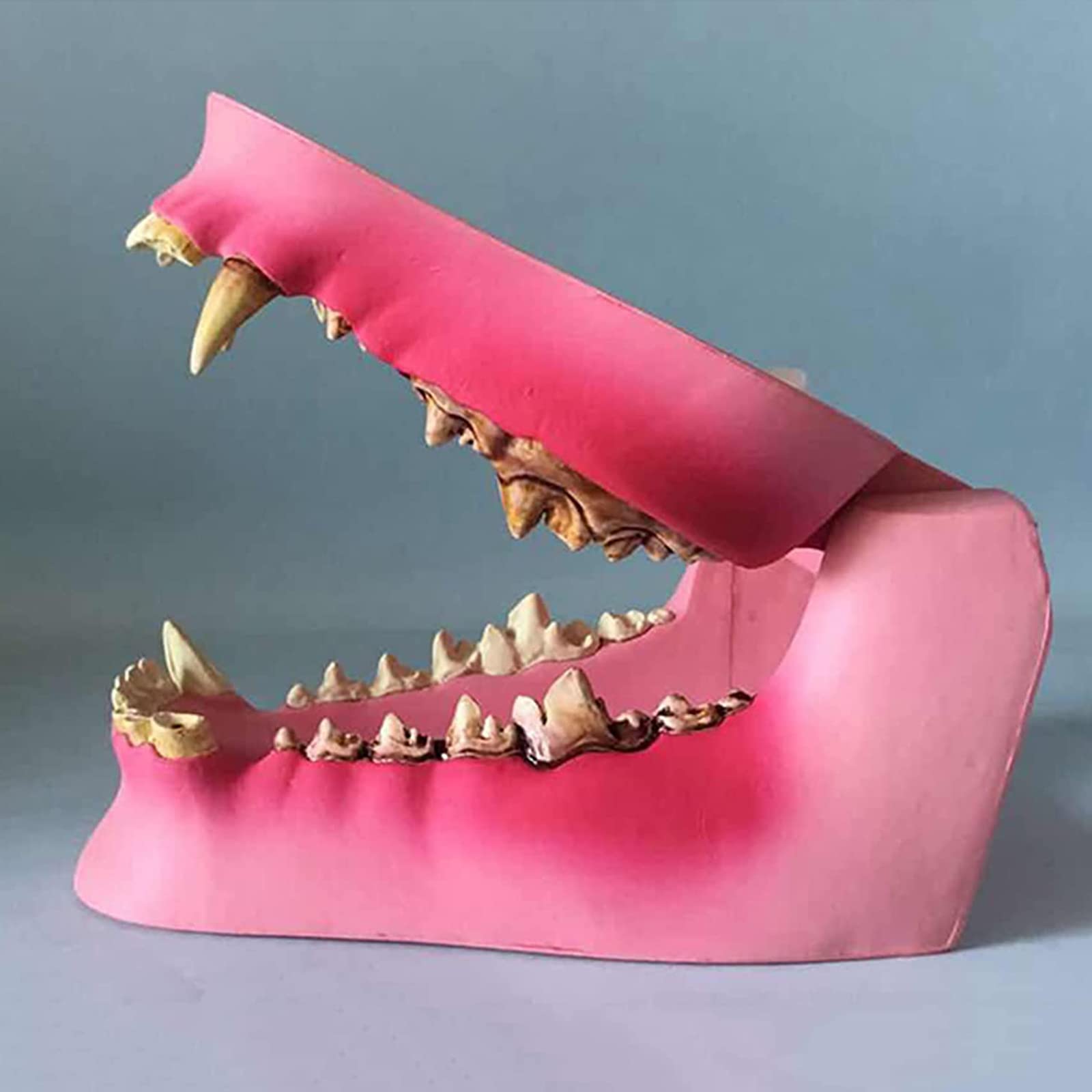 Anatomia Dei Denti Del Cane