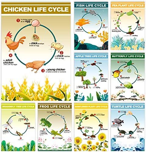 9 Pieces Life Cycles Bulletin Board Charts Animals and Plants Learning ...