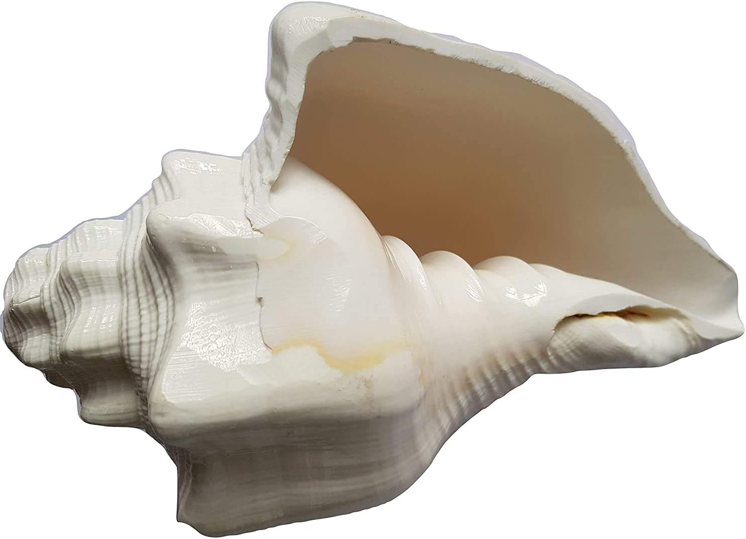 Amazon.com - Festival Indian Natural Big Size Loud Blowing Shankh ...