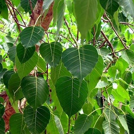Buy SS Naturals- Ficus Religiosa Seed, Sacred Fig Bodhi, Peepal Tree ...
