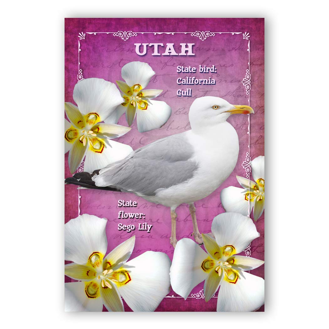 Amazon.com : UTAH BIRD AND FLOWER postcard set of 20 identical ...