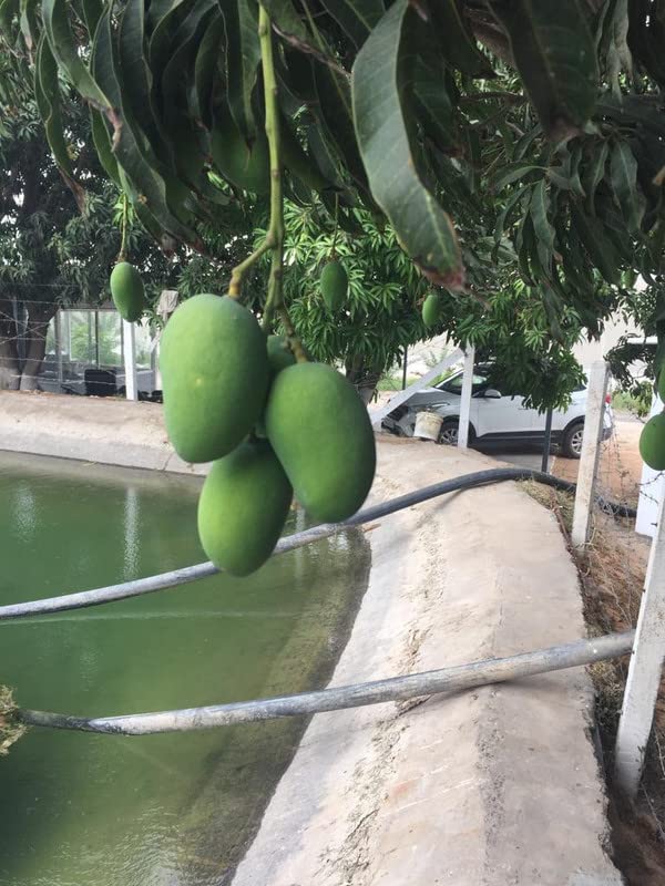 Rare Mango Fruit 1 Grafted Live Plant - Variety : Kolumbu Mango (15 Kg ...
