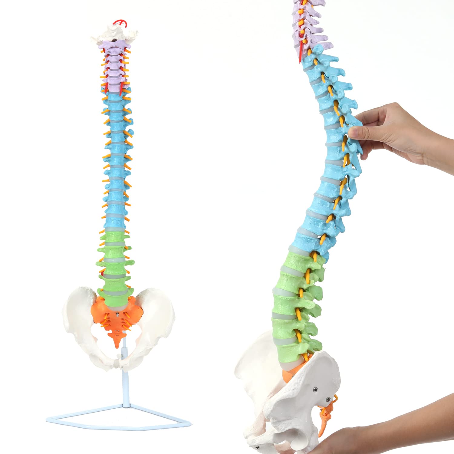 Snapklik.com : MIIRR Colorful Human Spine Model, Life Size 34 Inch ...