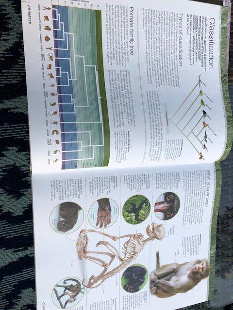 Evolution: The Human Story, 2nd Edition: Roberts, Dr. Alice ...