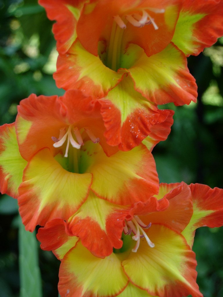 Amazon.com : USA Made and Shipped from, Large Bulbs, (3) Beautiful ...
