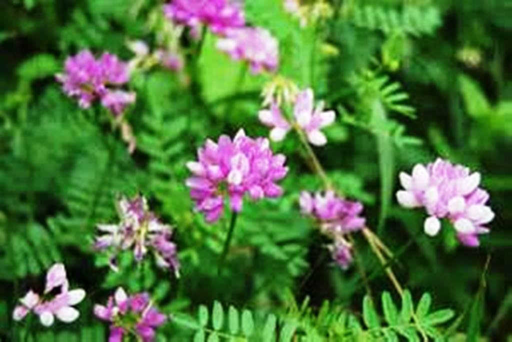 Amazon.com : Crown Vetch Seed - 1 lb Bag : Patio, Lawn & Garden