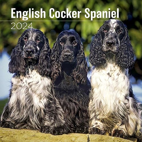Snapklik.com : English Cocker Spaniel Calendar 2024 - Dog Breed Wall ...