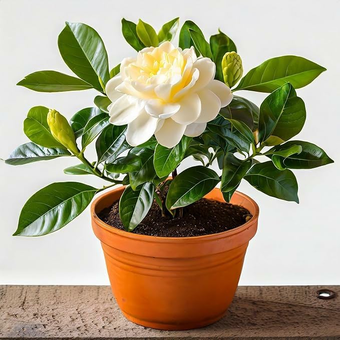 Gardenia Flower Plant Gandharaj Cape Jasmine Highly Fragrant Flower ...
