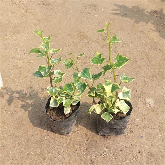 Set of 2 - English Ivy Succulent In 3 Inch Nursery Plant : Amazon.in ...