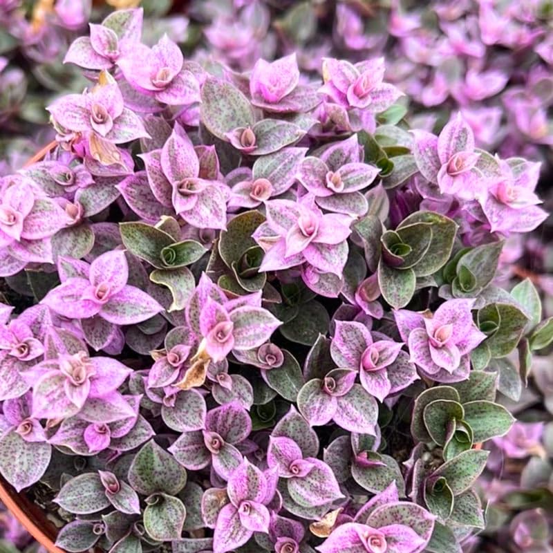Amazon.com : Bolivian Wandering Jew Callisia Repens Pink Lady Vine for ...