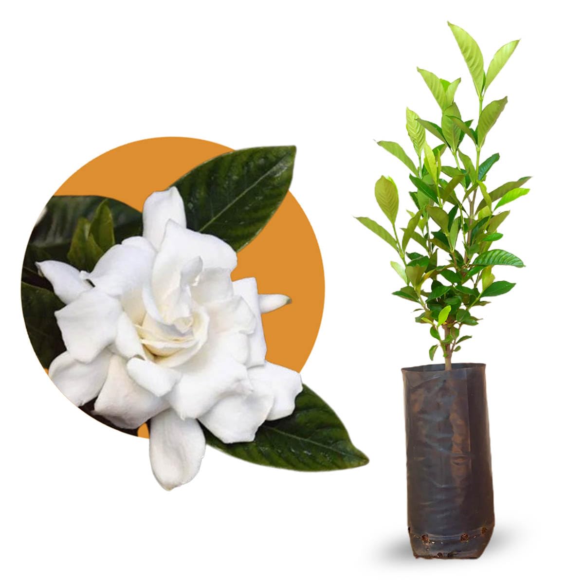 Muda de Jasmim Gardênia - Jasmim do Cabo com Flores Cheirosas : Amazon ...