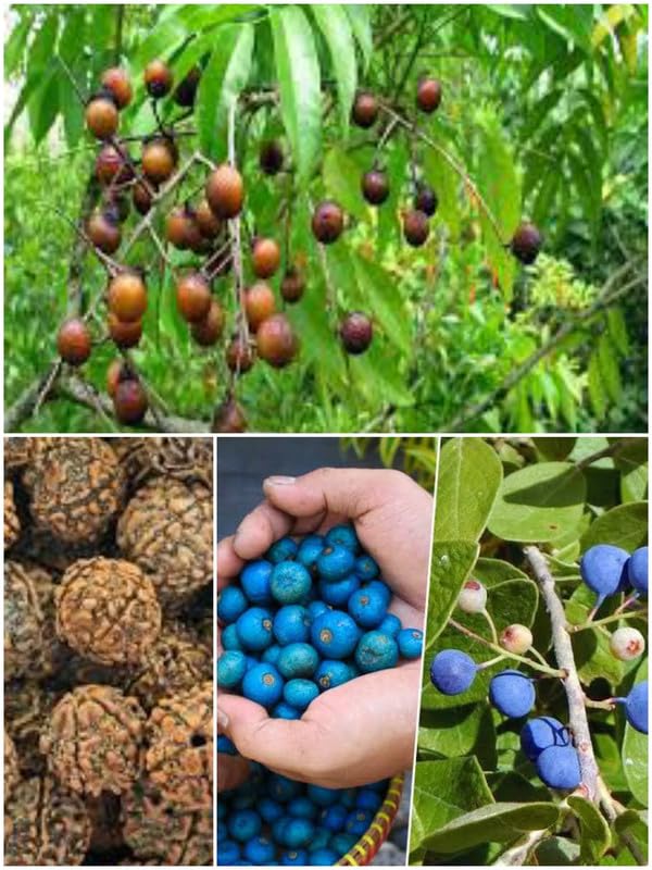 STAR PLANT Rudraksha Plant "Original Nepal Vaiety" (Height 1-2 Feet ...