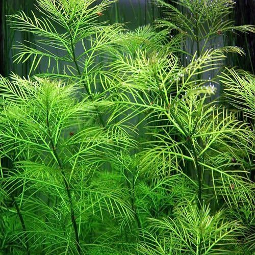 Aquarium Live Plant Red Cabomba/Cabomba furcata Stem 12 : Amazon.in ...