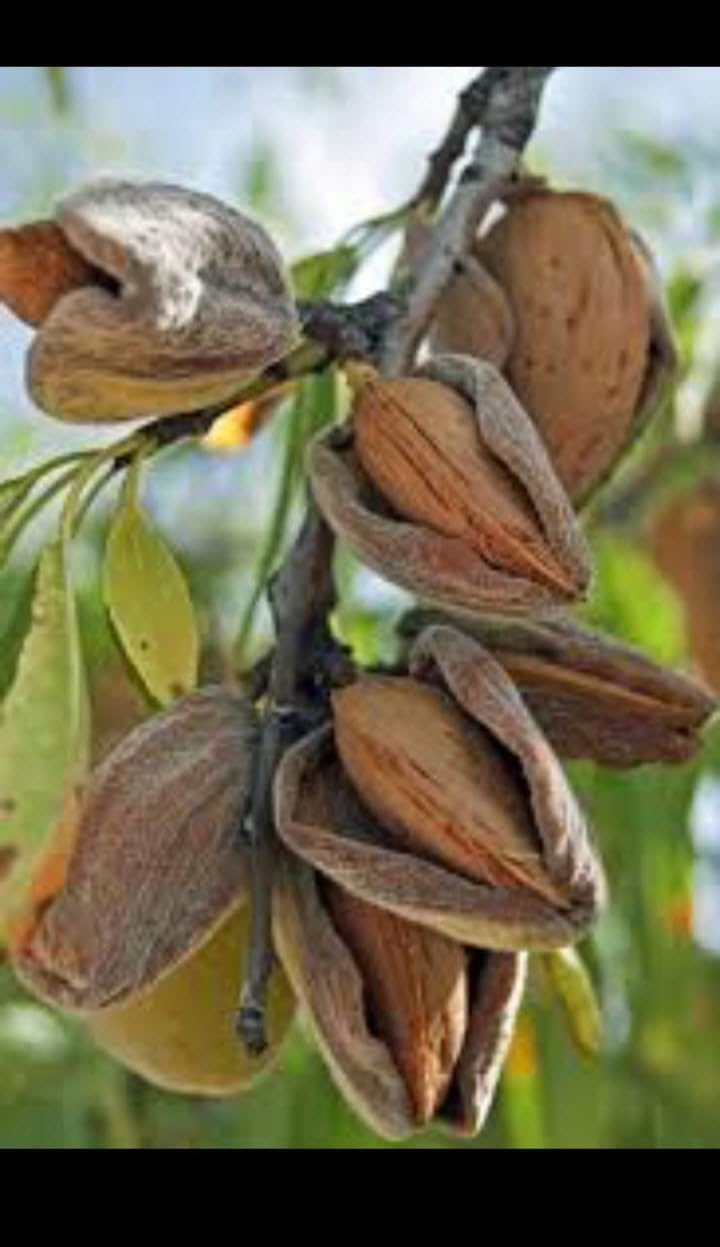 SANJU Live Plant Nursery Plants Pistachio plant -Fruit Plants & Tree ...