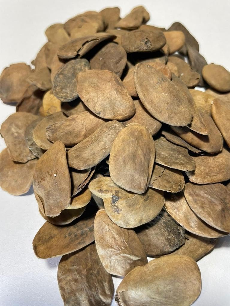 Amazon.com : Generic 20 Seeds Abere/Hunteria Umbellata : Patio, Lawn ...