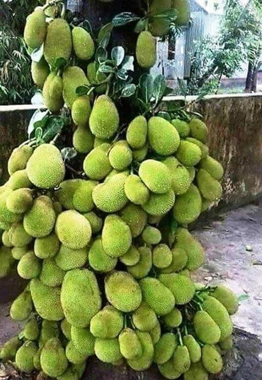 Topmahir All Time Jackfruit (katahal) Plant Very Sweet Taste 1 healthy ...