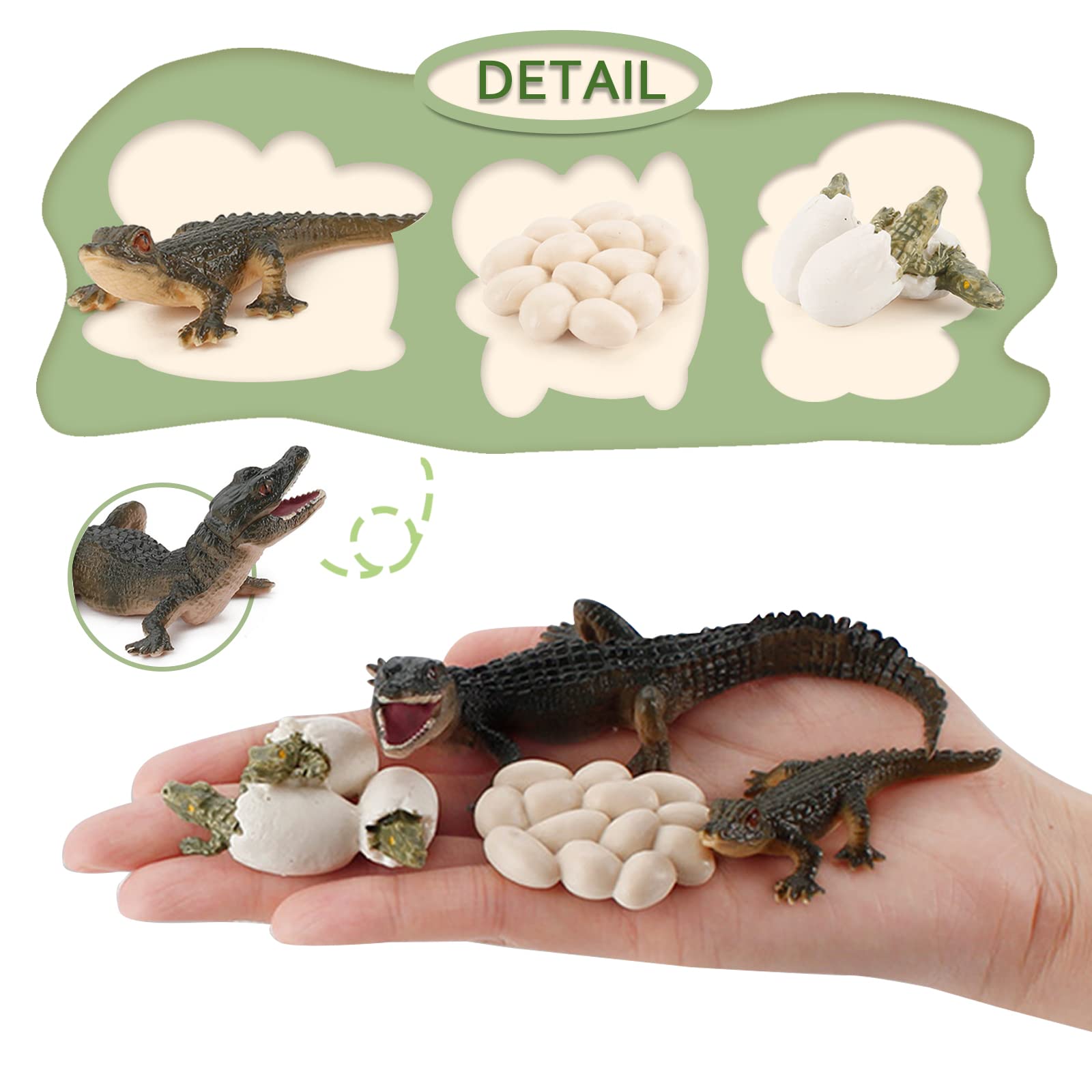 Life Cycle Of A Lizard For Kids