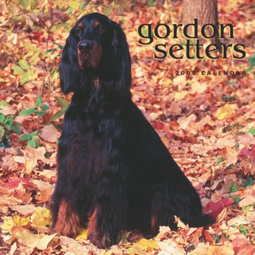 Gordon Setters 2009 Wall Calendar: Square Wall: BrownTrout Publishers ...