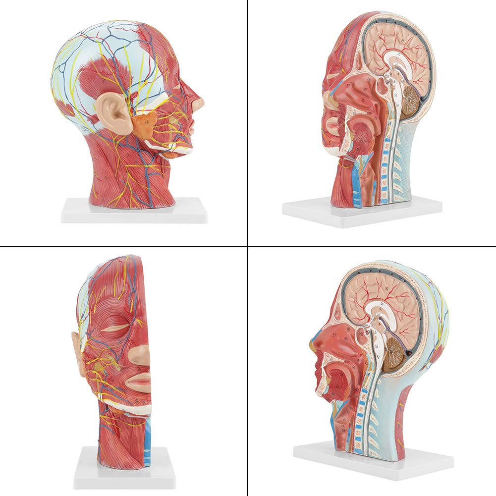 Human Head Anatomy Model Half Head Anatomy Model With Neurovascular ...
