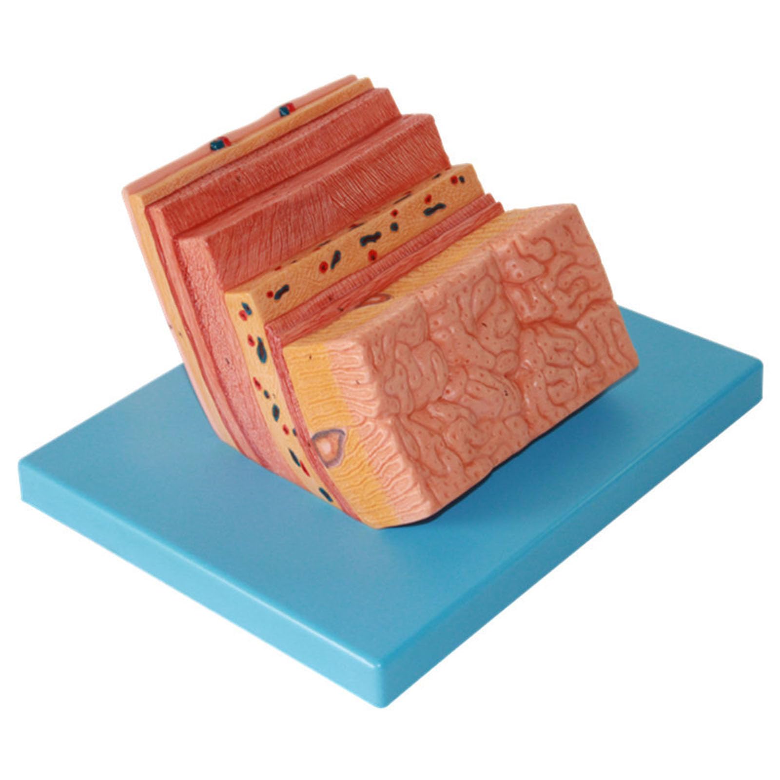 Stomach Wall Model