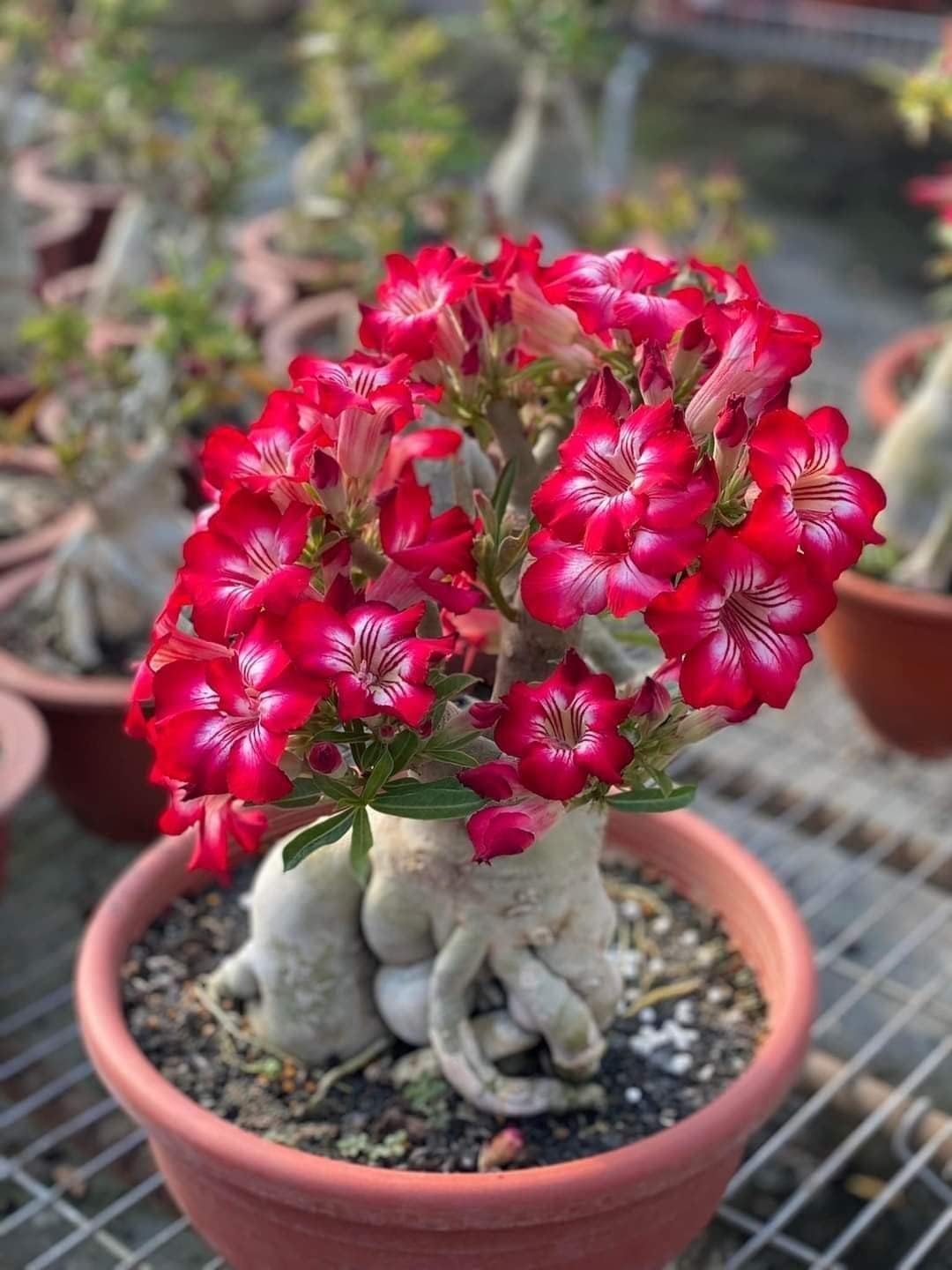 Amazon.com : 15 Adenium Bonsai Tree Seeds - Blooming Desert Rose, Easy ...