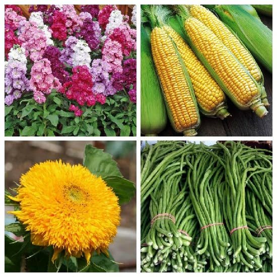 SimXotic Seeds Combo of Stock Flowers, Desi Corn, Sunflower Sungold ...