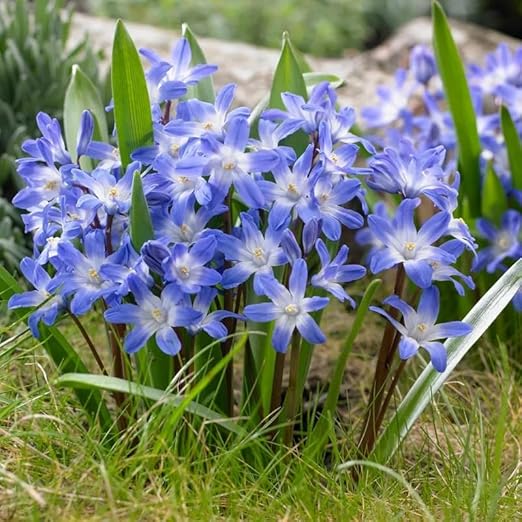 Amazon.com : Votaniki Chionodoxa Blue Giant Bulbs - Perfect for Gardens ...