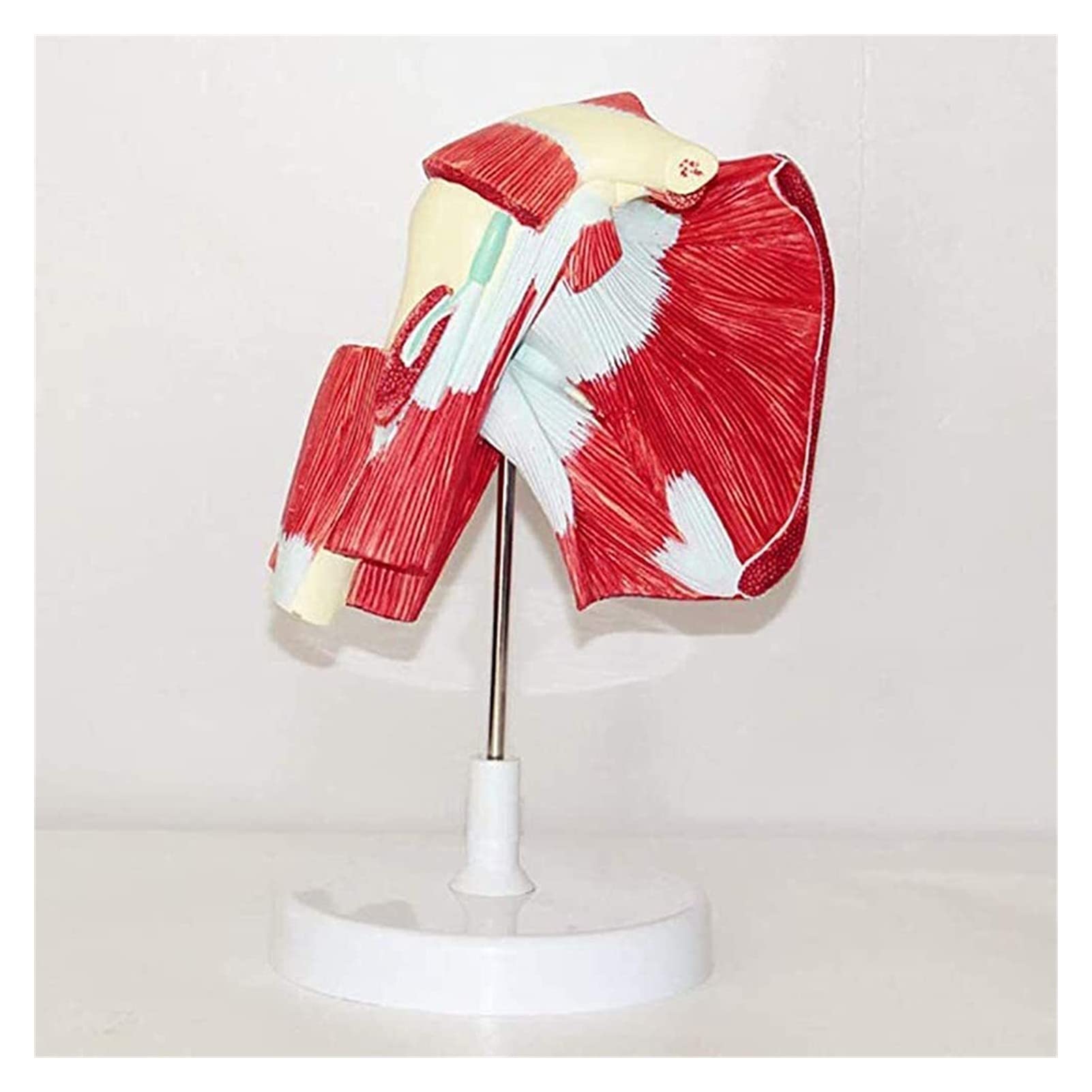 Buy LAErper Teaching Model, Shoulder Joint Model Human Upper Limb ...