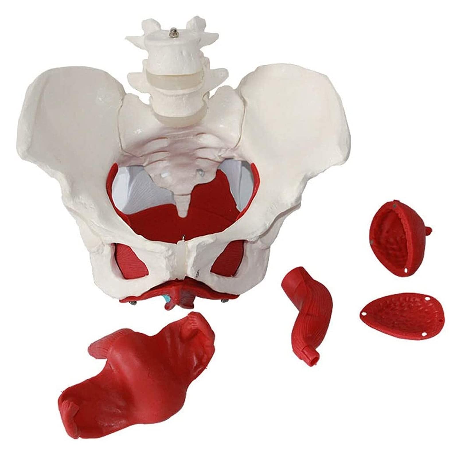 Buy Study Model Human Pelvis Anatomy Model Female Pelvis with Pelvic ...