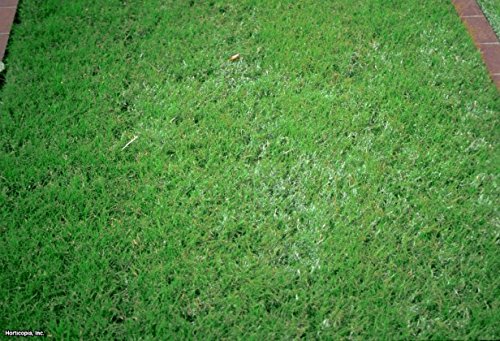 Indica Super Agri Green Doob Grass Seeds Kolkata Special 50gm (2000 ...