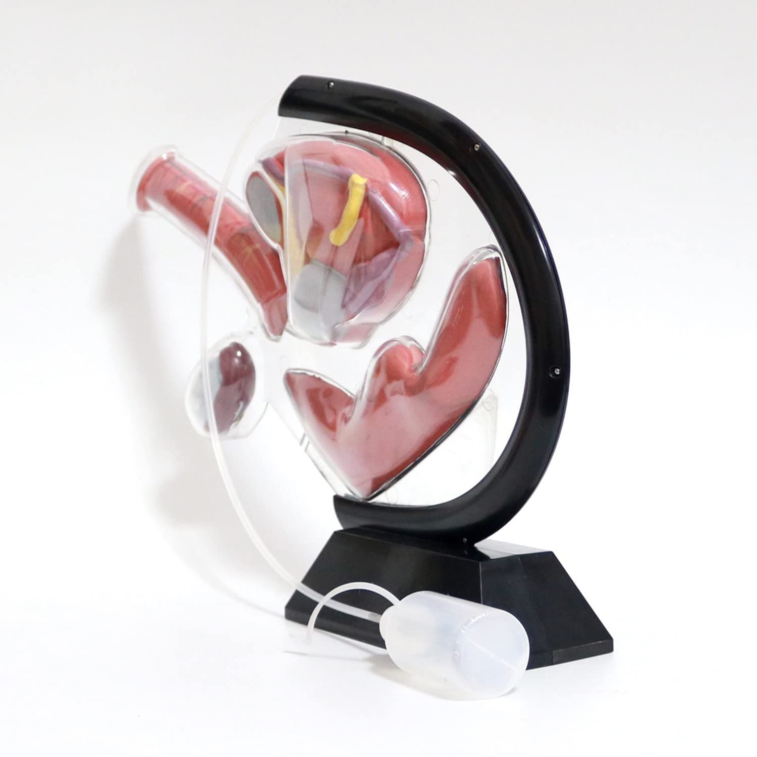 Buy KATAA Male Genital Organ Model Human Anatomy Model Transparent Male ...