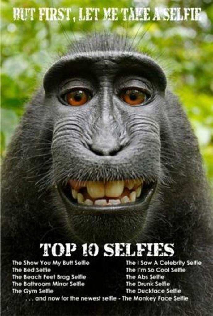 Monkey Selfie Video