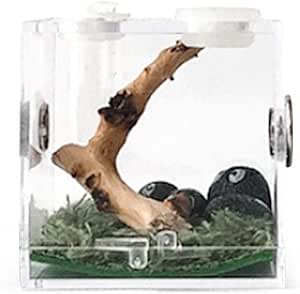 Amazon.com: Z/C Clear Insect Feeding Box - Transparent Acrylic Reptile ...