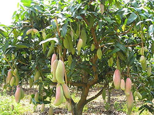 Thailand Mango Tree Plant : Amazon.in: Garden & Outdoors