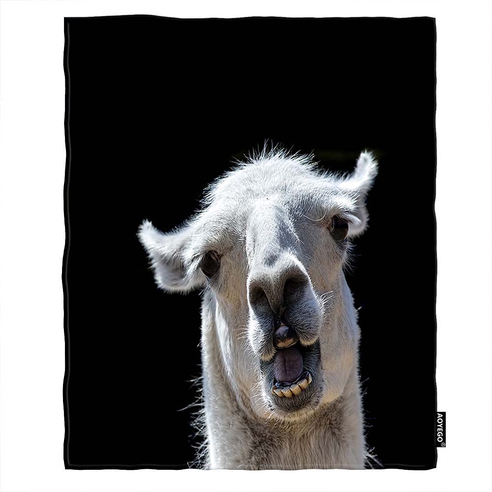 Dumb Looking Animals