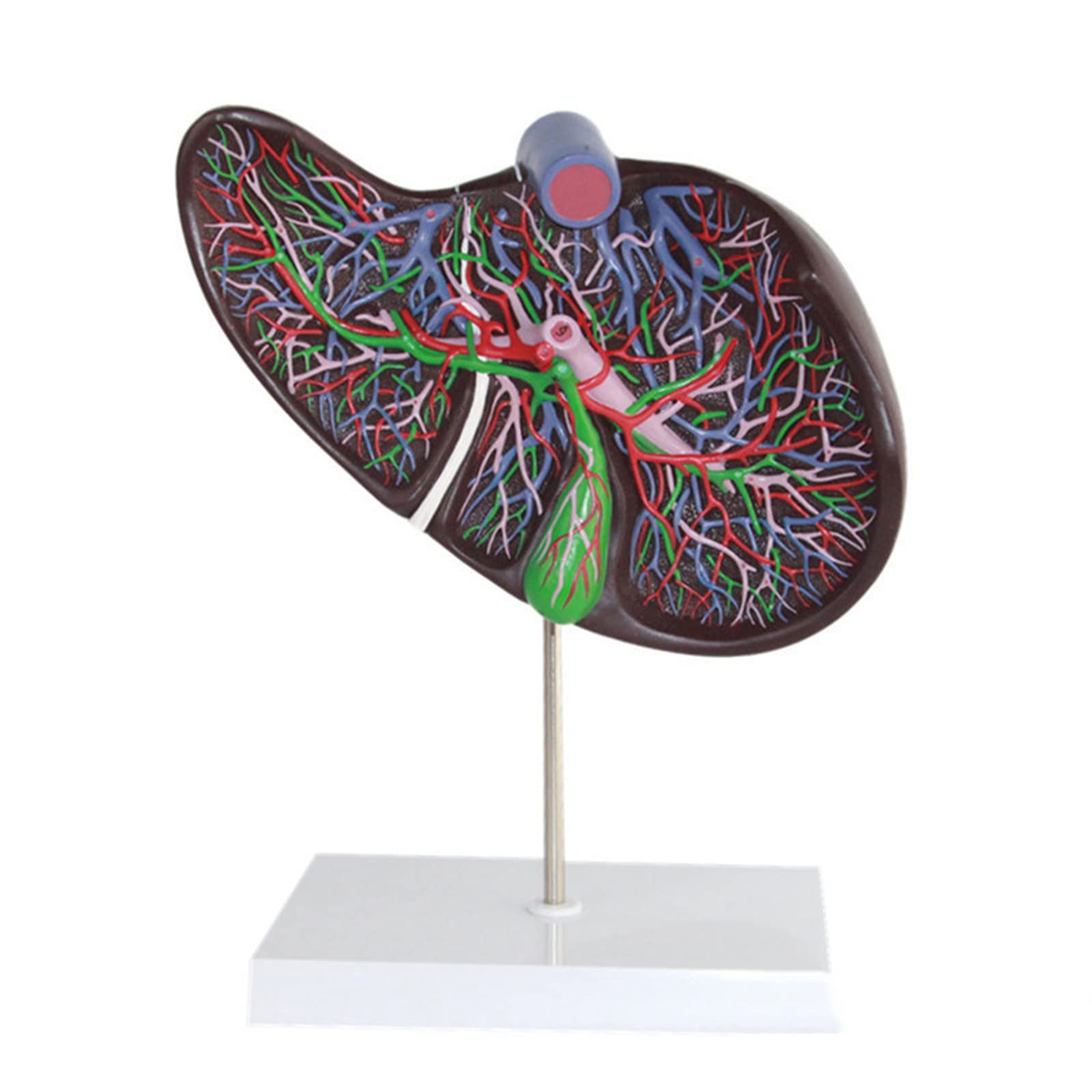 Buy Anatomical Model of Human Liver, Magnified 1.5x to Show Vascular ...