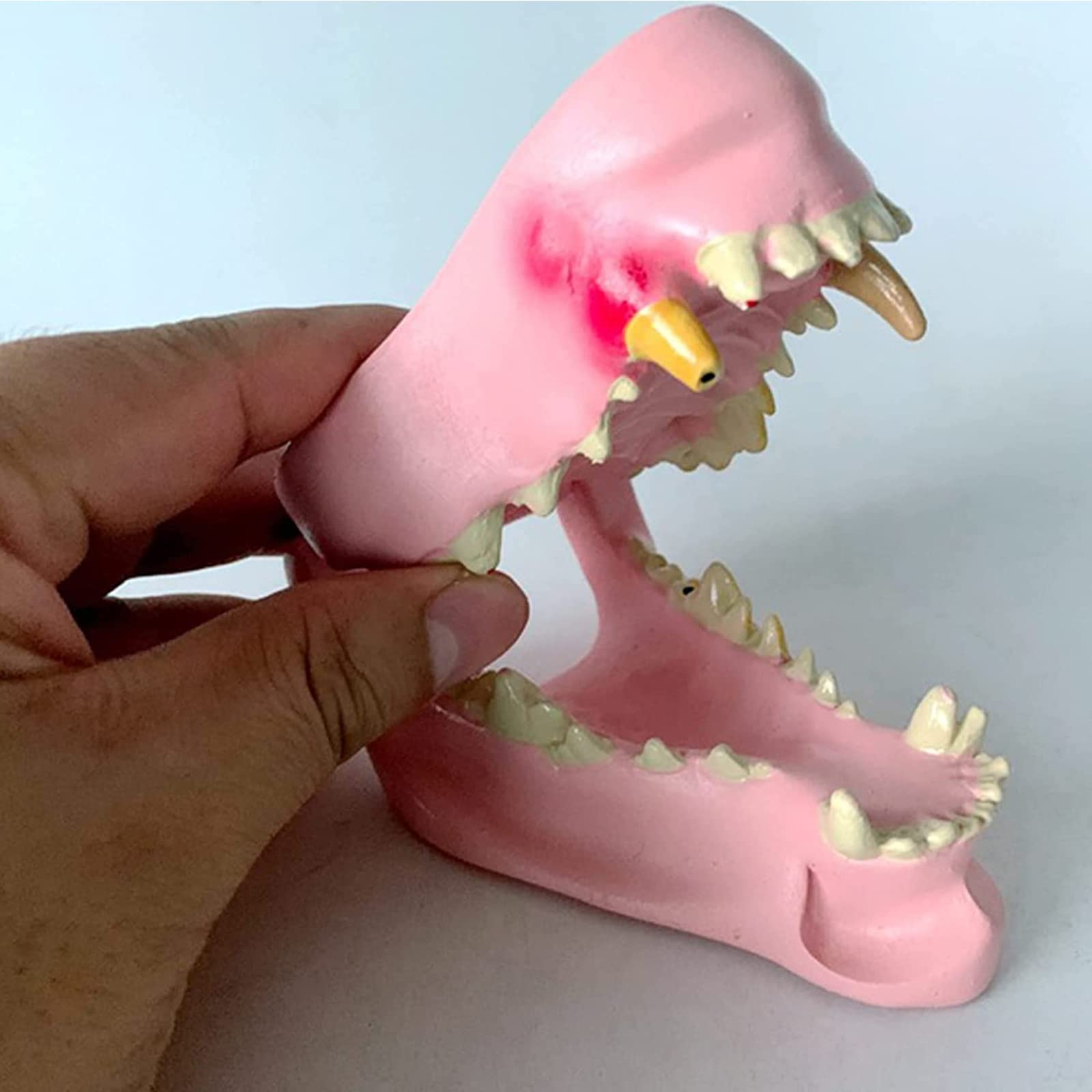 Buy Pathological Dog Tooth Model, Canine Teeth Model, Animal Dental ...