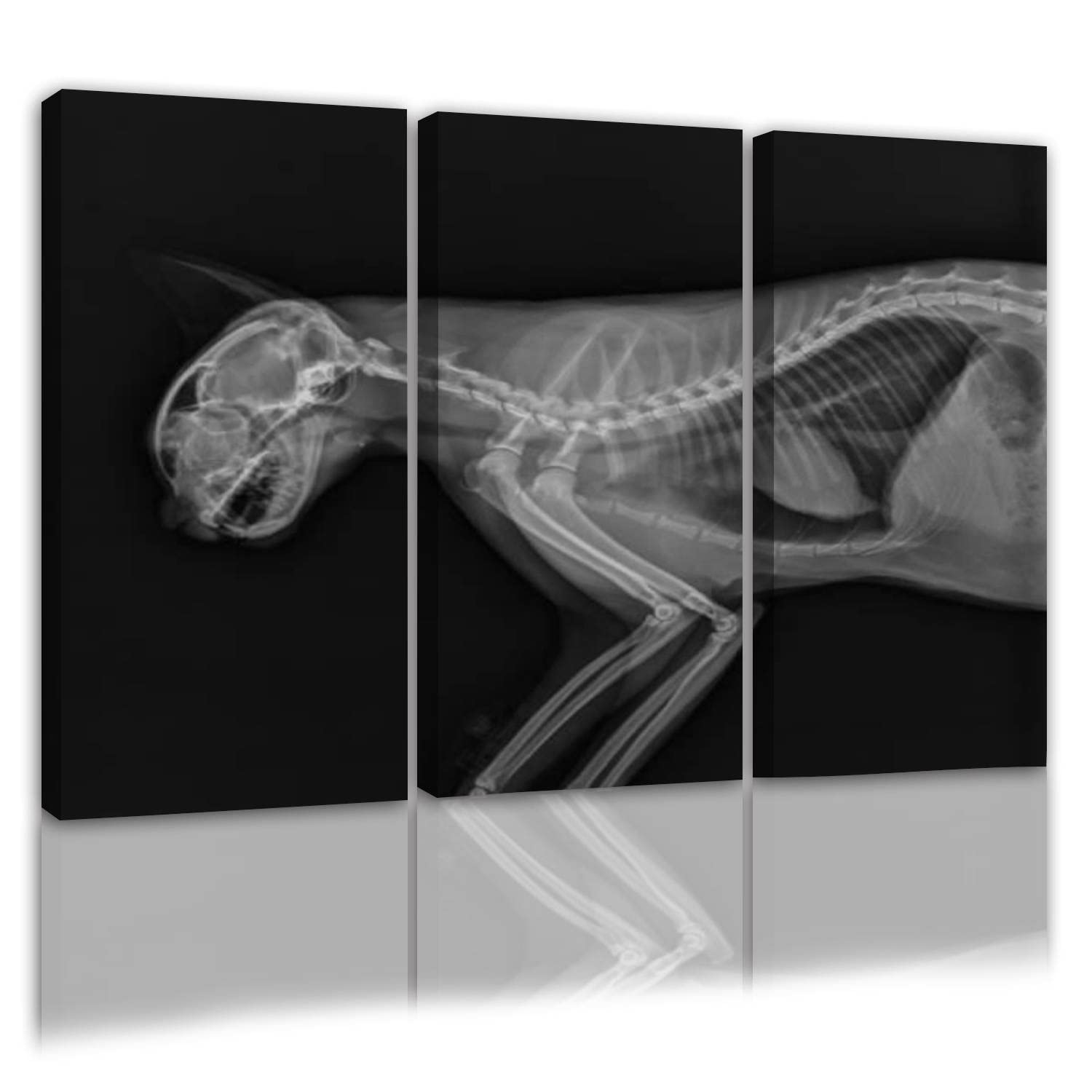 Hang Left Lateral Chest X Ray Lateral Chest Radiograph: A Systematic