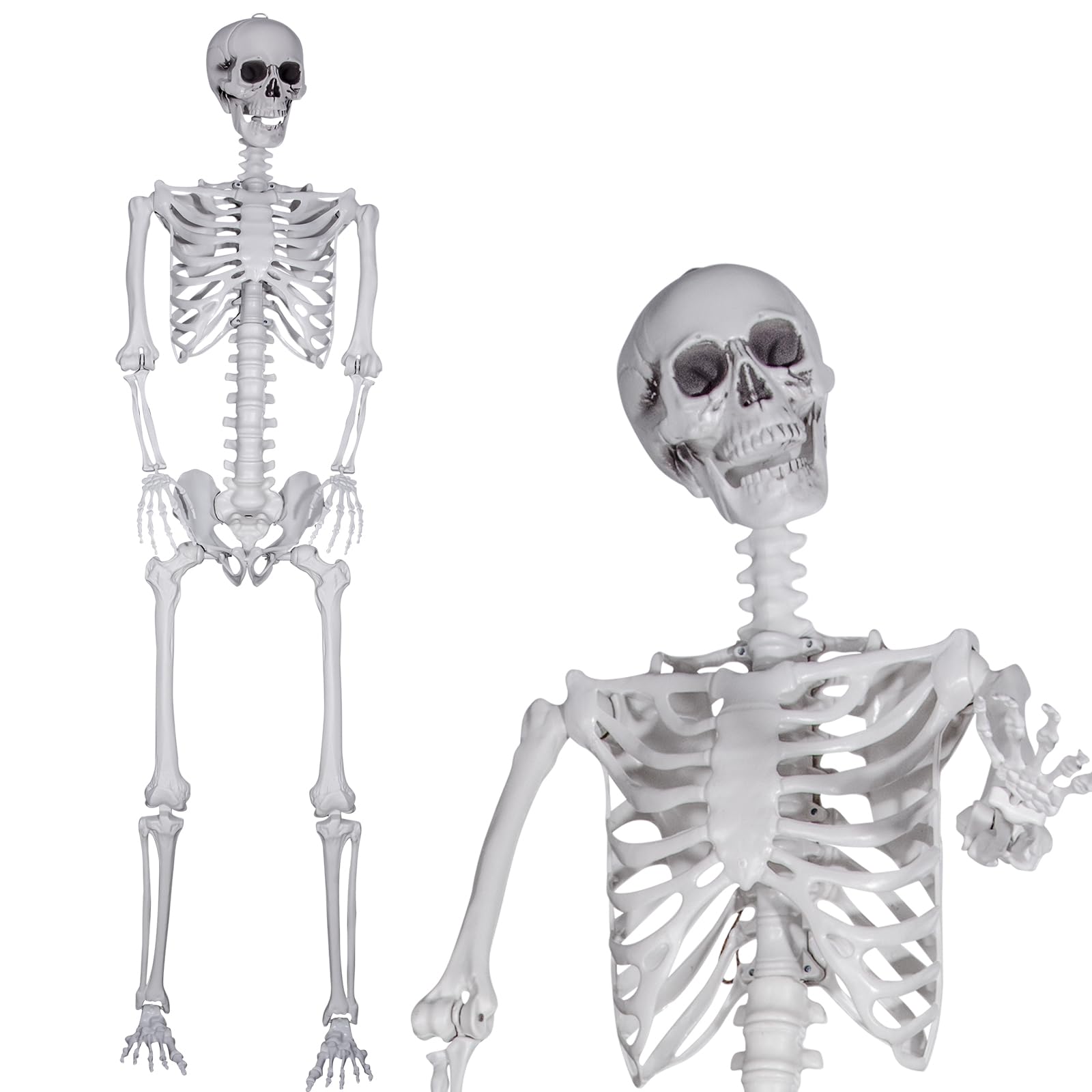 Real Bones Of The Body