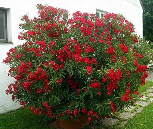ROYAL LAND Rare Dwarf Dark Red Nerium oleander Arali Flower Plant - 1 ...