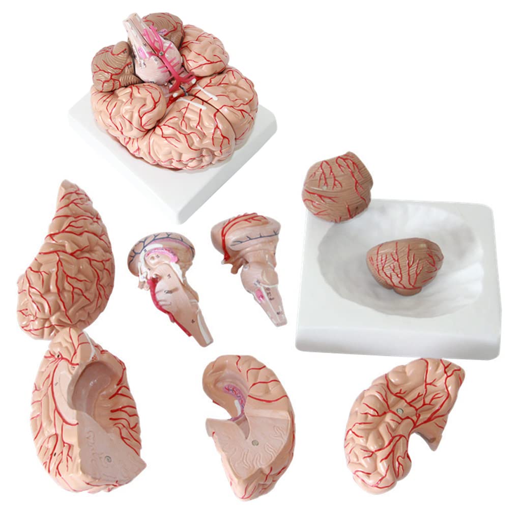 Buy Human Brain Model Cerebrovascular Nerve Brain Anatomy Teaching ...