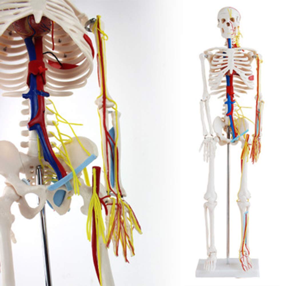 Medical 85cm Human Skeleton With Heart And Blood Vessel Model ...