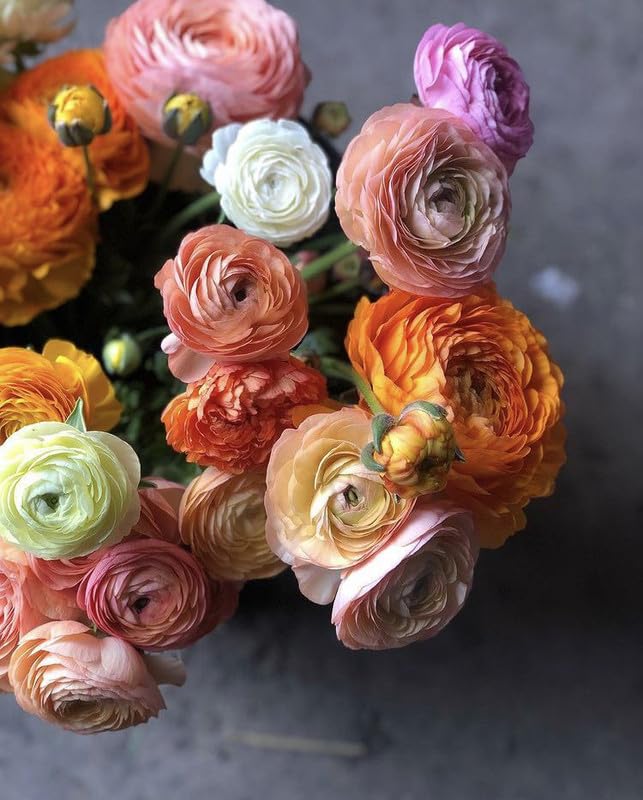Ritz Farming Italian ranunculus flower bulbs | multicolor Italian ...